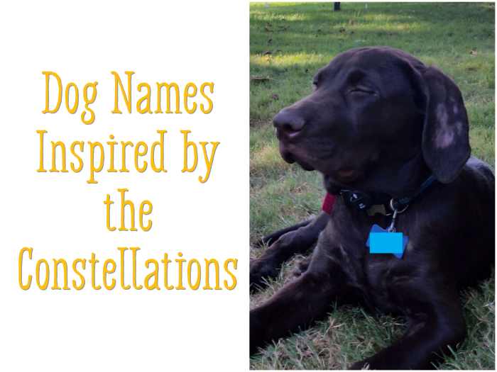 The Ultimate List of 225+ Celestial Dog Names - HubPages
