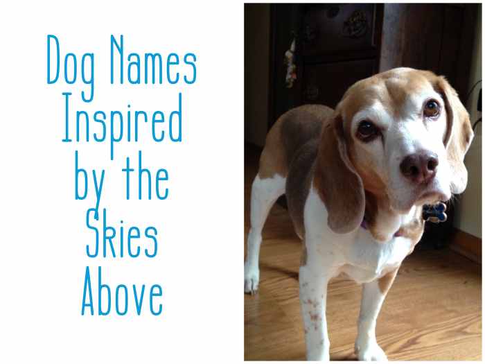 The Ultimate List of 225+ Celestial Dog Names - HubPages