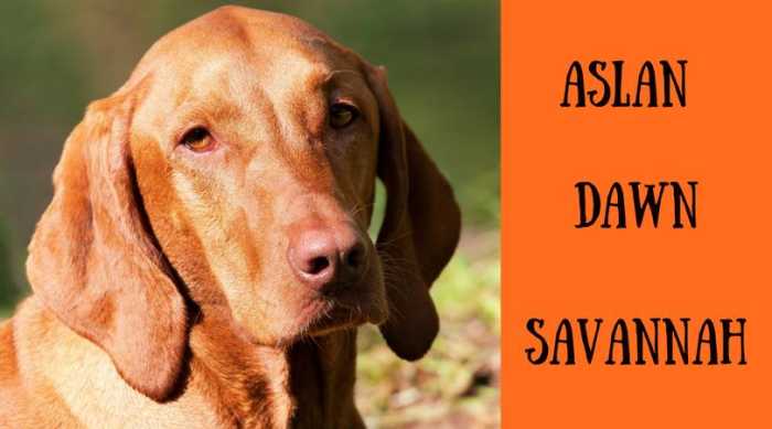 200+ Unique Red and Orange Dog Names - HubPages