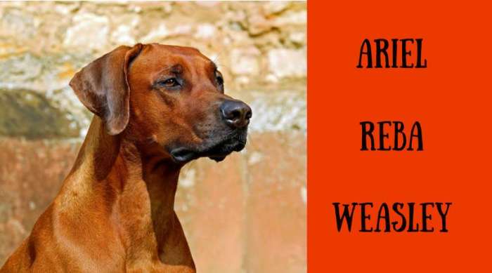 200+ Unique Red and Orange Dog Names - HubPages