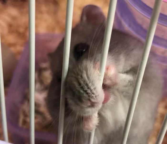 9 Items Your Hamster Needs for a Long and Happy Life - PetHelpful