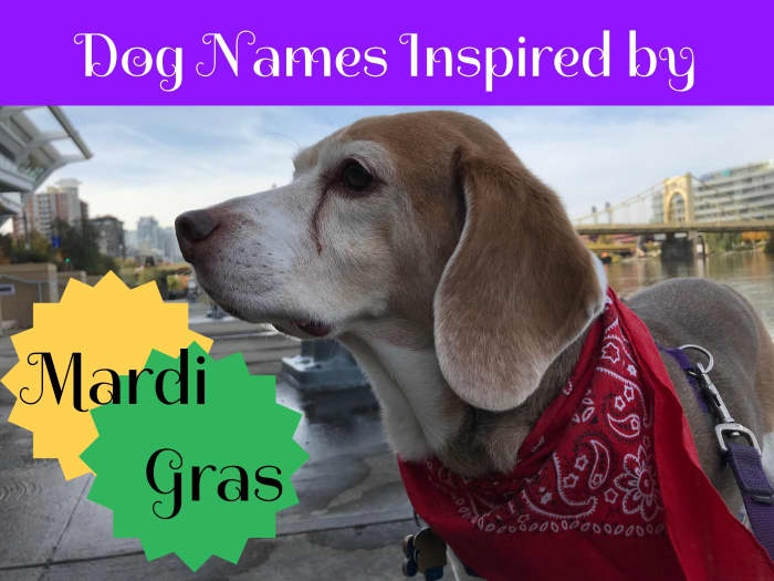 200 Holiday And Seasonal Names For Dogs PetHelpful 200-holiday-and-seasonal-names-for-dogs-pethelpful