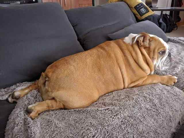 What Is a Sploot and Why Do Animals Do It? - HubPages