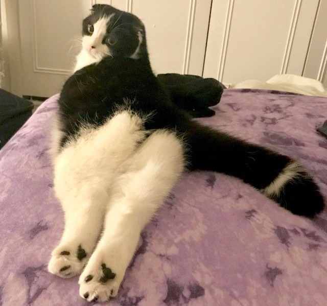 What Is a Sploot and Why Do Animals Do It? - HubPages