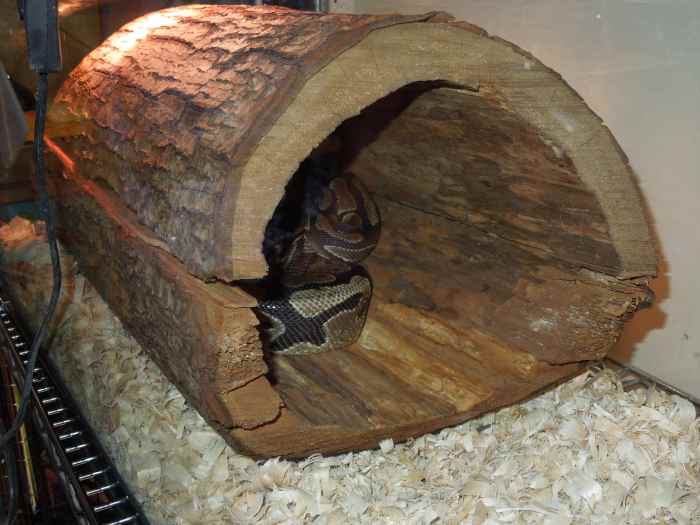 10 Methods to Get Ball Pythons to Eat Frozen-Thawed, Dead Prey - HubPages