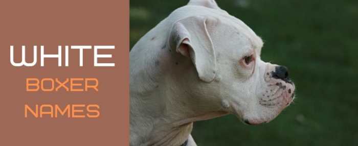 100+ Rough and Tough Boxer Dog Names (From Jax to Sasquatch) - HubPages