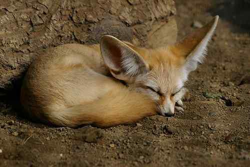 Every Pet Fox Species and How to Care for Them - HubPages