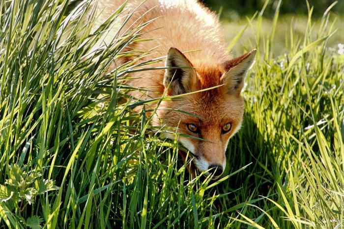 Every Pet Fox Species and How to Care for Them - HubPages