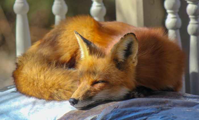 Every Pet Fox Species and How to Care for Them - HubPages