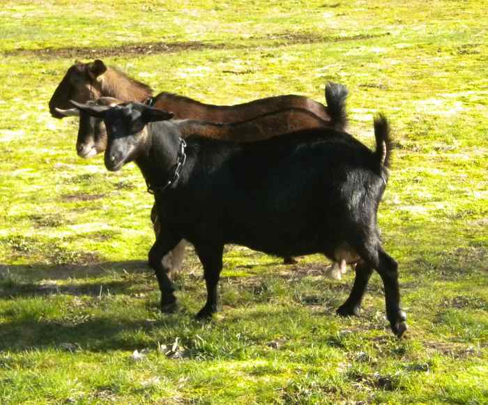 15 Best Goat Breeds for Pets - HubPages