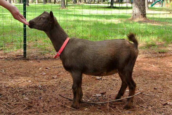 15 Best Goat Breeds for Pets - HubPages