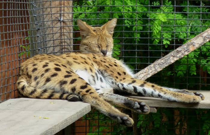10 Exotic Pets That Are Legal In Indiana PetHelpful 10-exotic-pets-that-are-legal-in-indiana-pethelpful