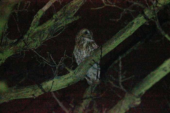 8 Reasons Owls Make Great Pets - HubPages