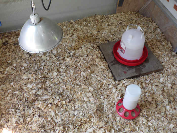 How to Raise, Feed, and Care for Baby Ducks - PetHelpful