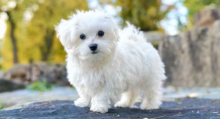 The 7 Best Miniature Dog Breeds: Toys and Teacups - PetHelpful