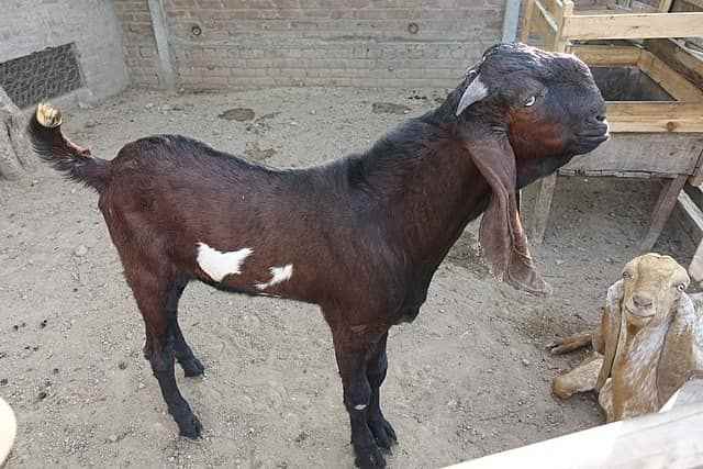 15 Best Goat Breeds for Meat - HubPages