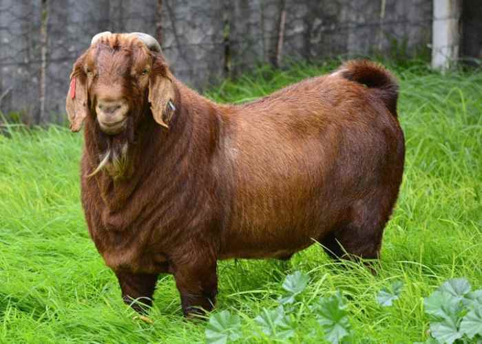 15 Best Goat Breeds for Meat - HubPages