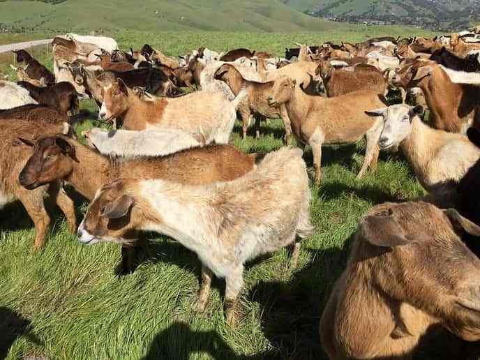 15 Best Goat Breeds for Meat - HubPages