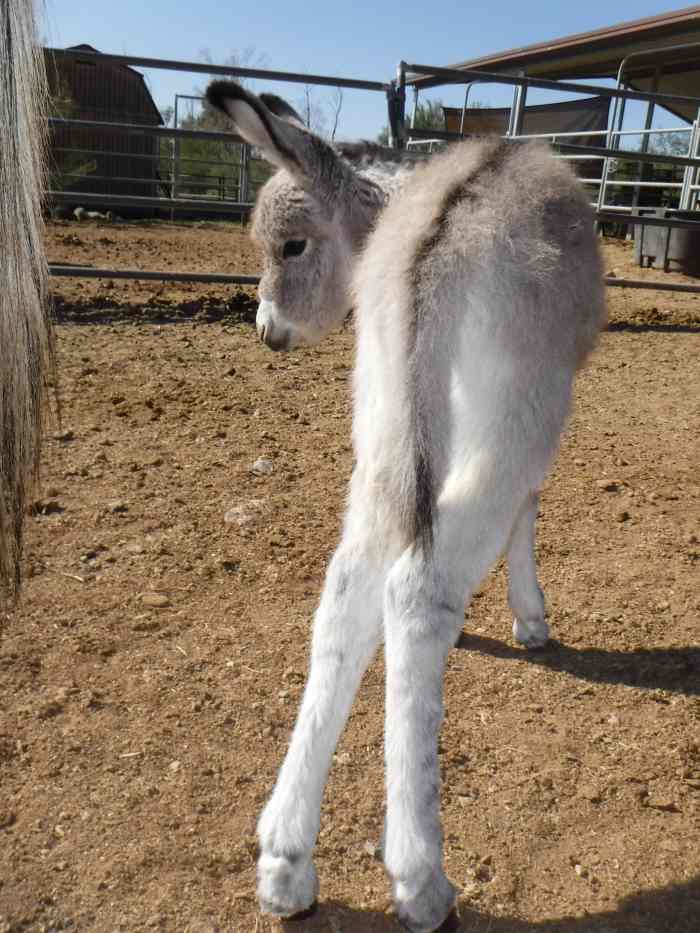 12 Fascinating Things You Never Knew About Donkeys - HubPages