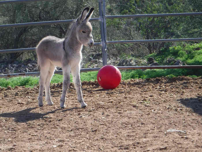 12 Fascinating Things You Never Knew About Donkeys - HubPages