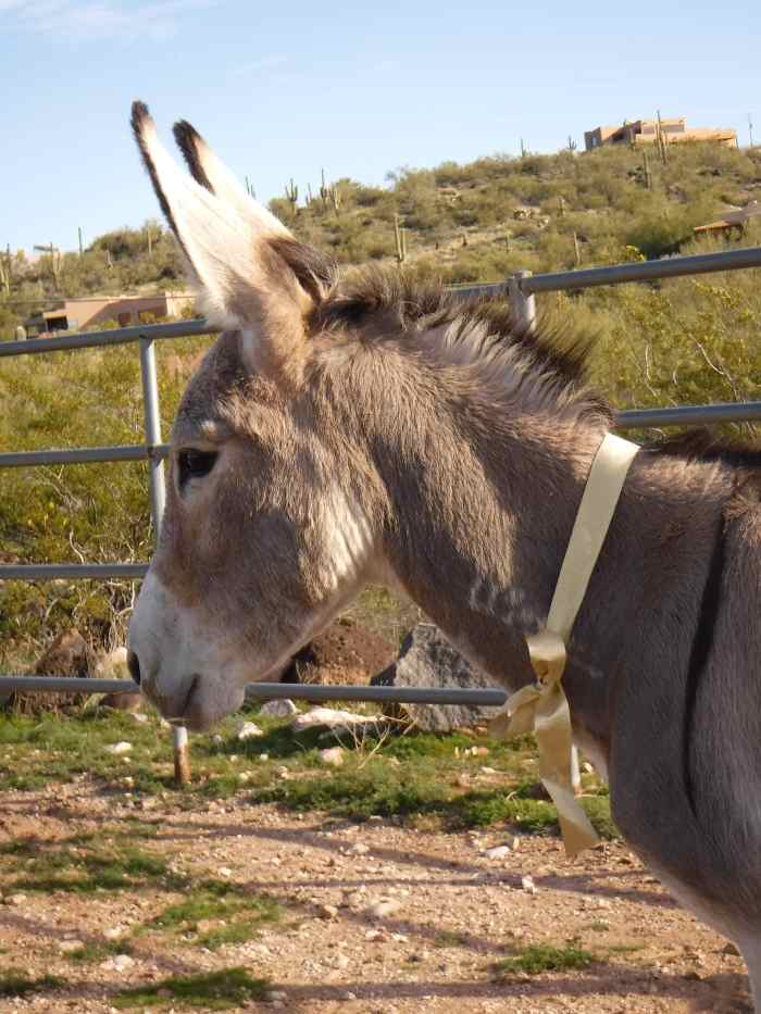 12 Fascinating Things You Never Knew About Donkeys - HubPages