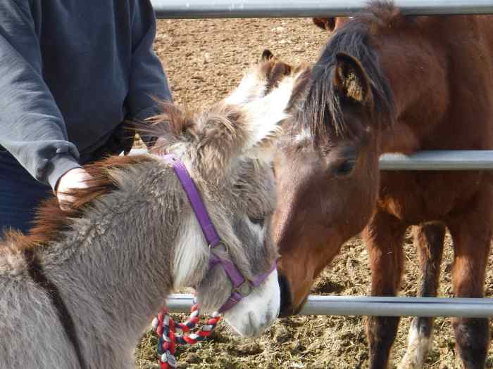 12 Fascinating Things You Never Knew About Donkeys - HubPages