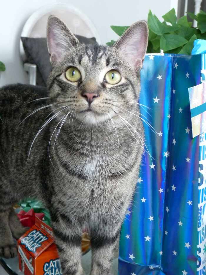 How to Choose a Cat: 8 Tips for Finding the Right One for You - HubPages