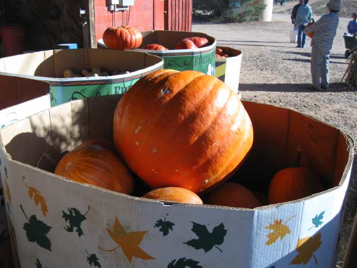 Brief History of Pumpkins - HubPages