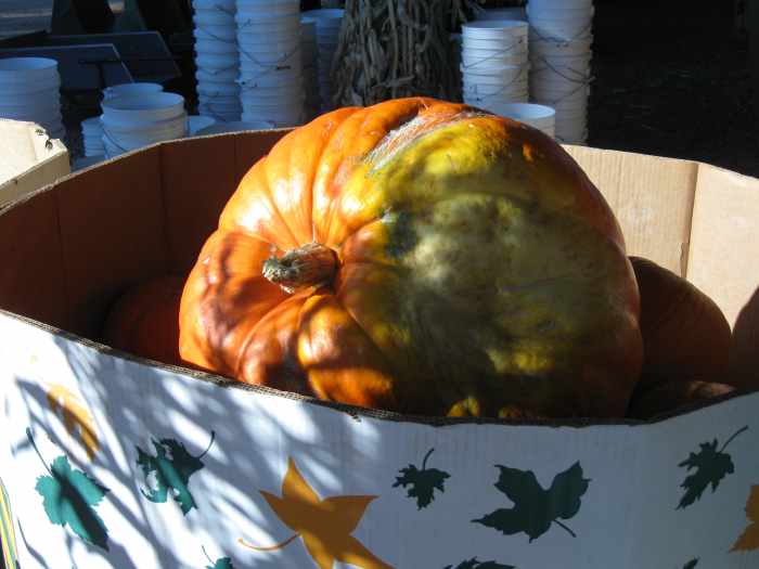 Brief History of Pumpkins - HubPages