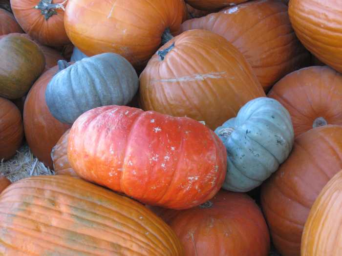 Brief History of Pumpkins - HubPages