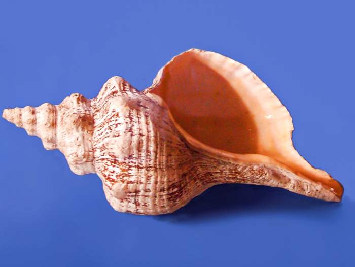 Conch Shells as Musical Instruments and in Living Sea Snails - HubPages