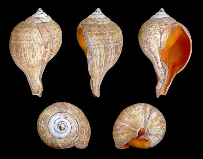 Conch Shells as Musical Instruments and in Living Sea Snails - HubPages