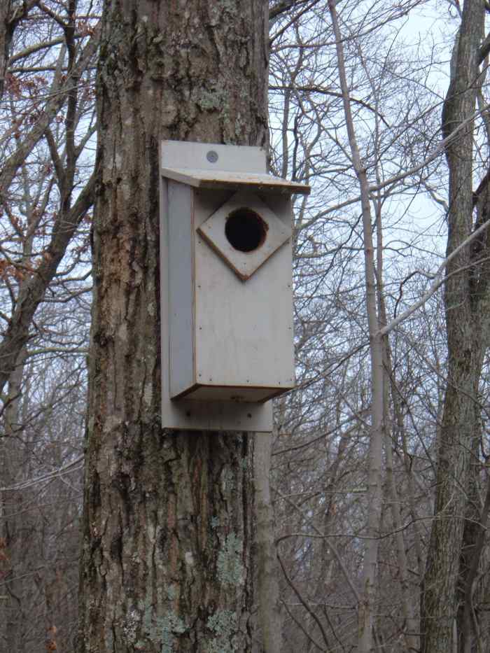 Screech Owl House Plans: How to Build a Screech Owl Box - HubPages