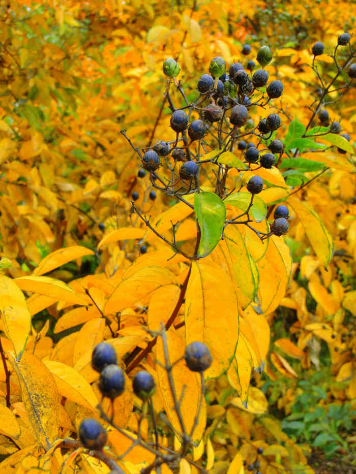 A Fall Walk in the Woodlands: My Photographic Journal - HubPages