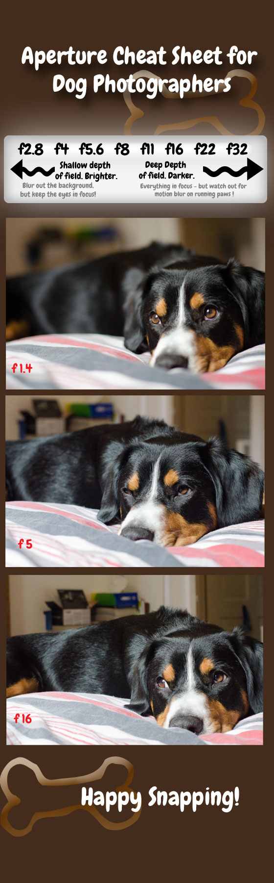 Dog Photography: How Aperture Can Improve Your Pet Photos - HubPages