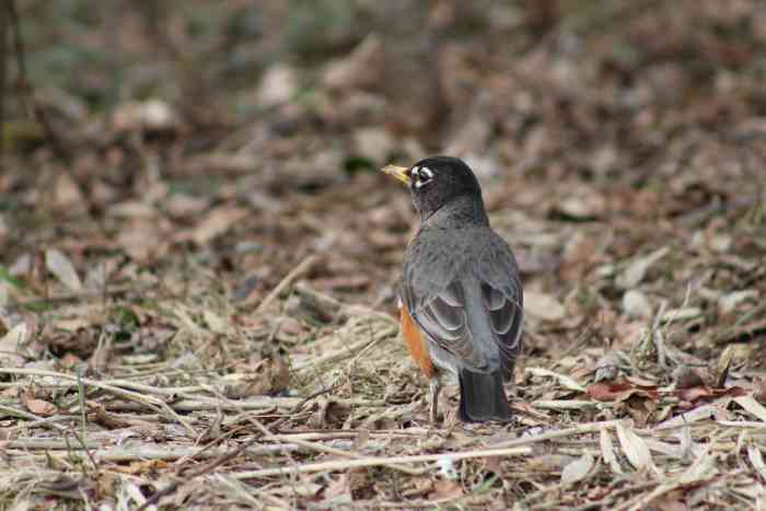 Photography for Bird Lovers: Robins - HubPages