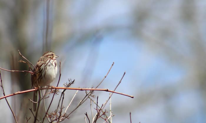 Spring Birds in Kingston, Ontario: A Photo Essay - HubPages