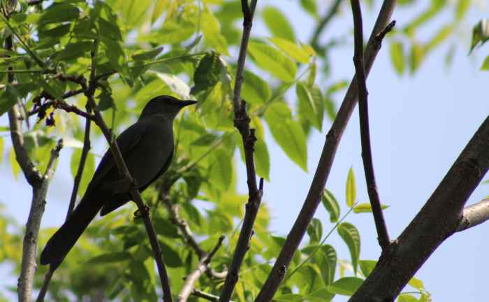 Spring Birds in Kingston, Ontario: A Photo Essay - HubPages