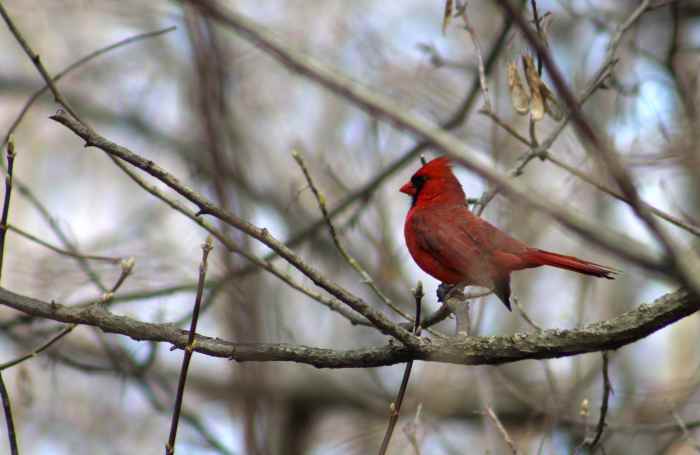 Spring Birds in Kingston, Ontario: A Photo Essay - HubPages