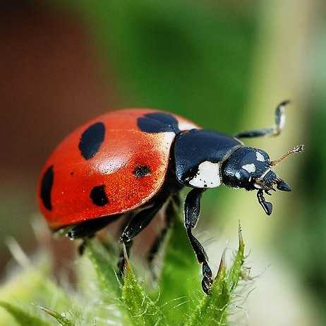How to Build a Ladybug House & Invite Them Into Your Garden - HubPages
