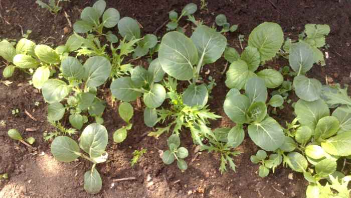 How to Grow Pak Choi (Pechay) - HubPages