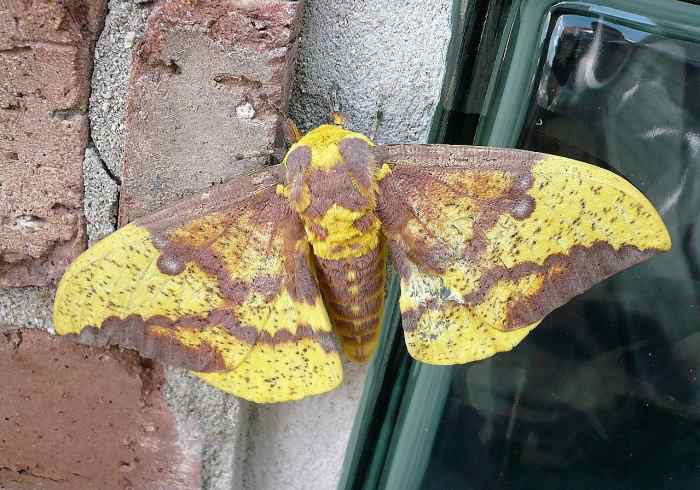 10 Attractive Moths in the Family Saturniidae: Facts and Photos - Owlcation