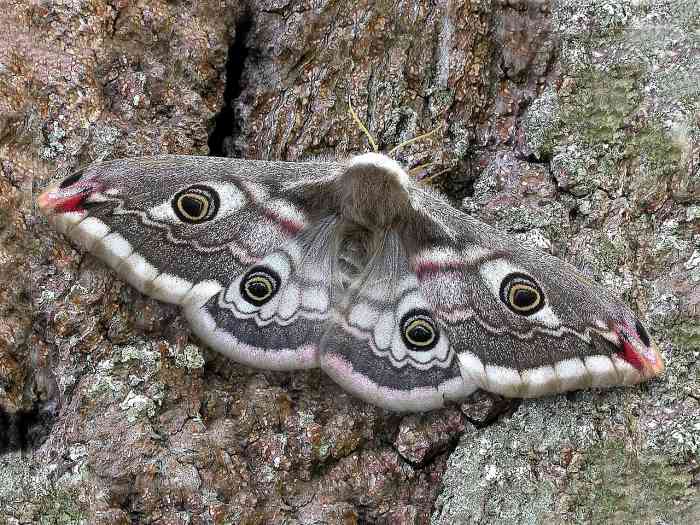 10 Attractive Moths in the Family Saturniidae: Facts and Photos - Owlcation
