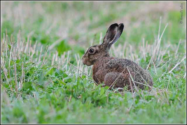 10 Animals in the Alps of Europe - WanderWisdom