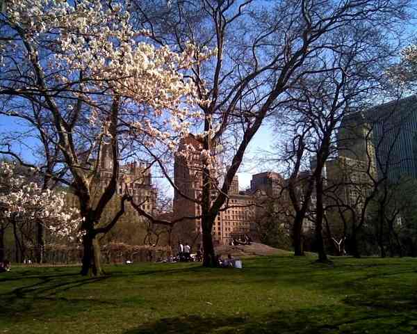 Where to Find Flowers in Central Park in April - WanderWisdom