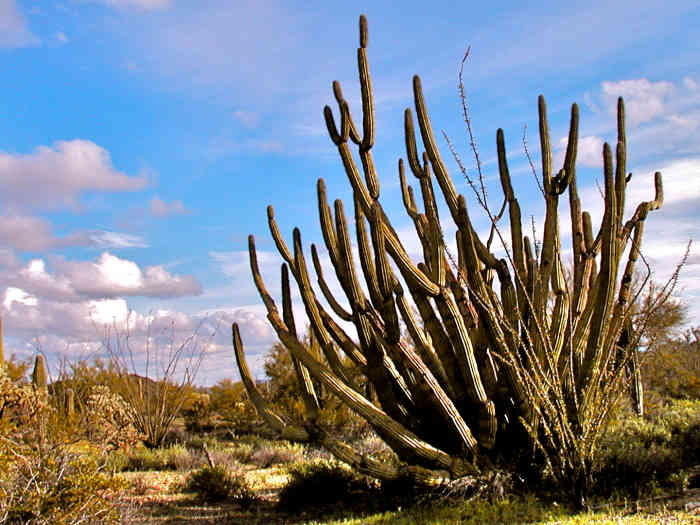 Cacti of the Southwest (Photographs) - HubPages