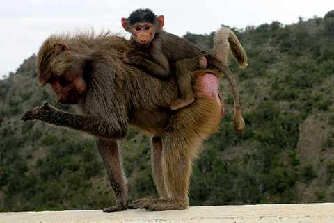 Places to Visit in Abha Saudi Arabia - HubPages