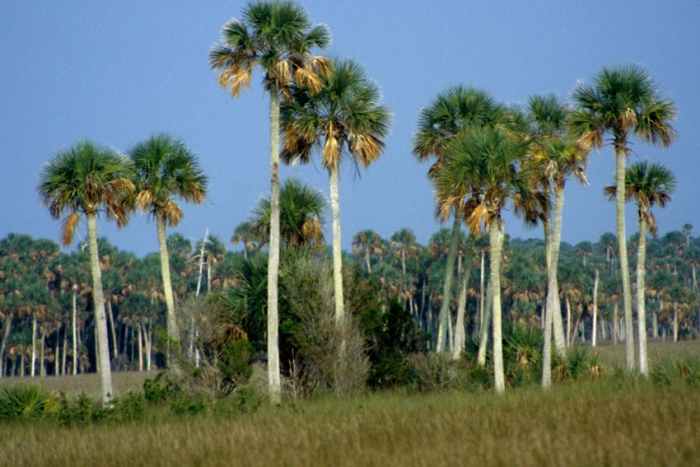 Florida Wildlife: A Photographic Guide - HubPages