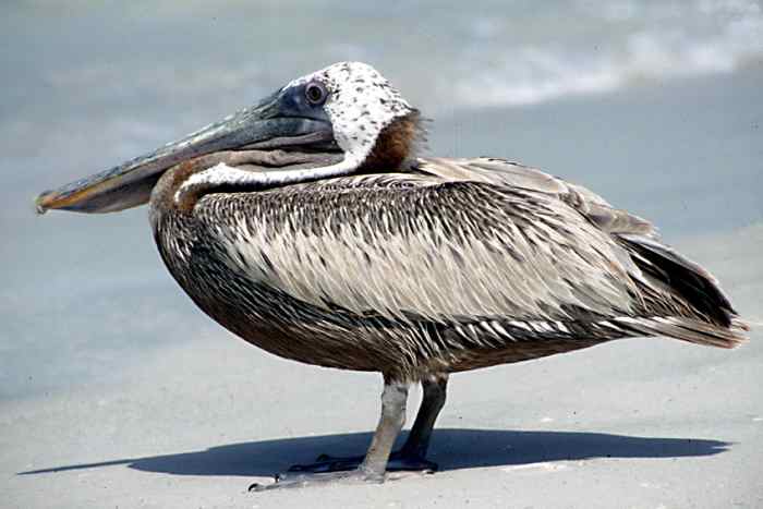 Florida Water Birds: A Photographic Guide - HubPages