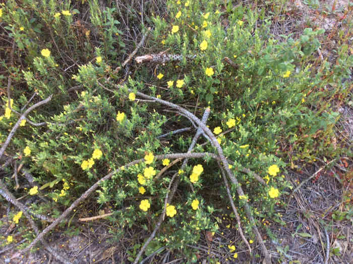 The Varied Flora and Fauna of Portugal: A Naturalist’s Paradise ...
